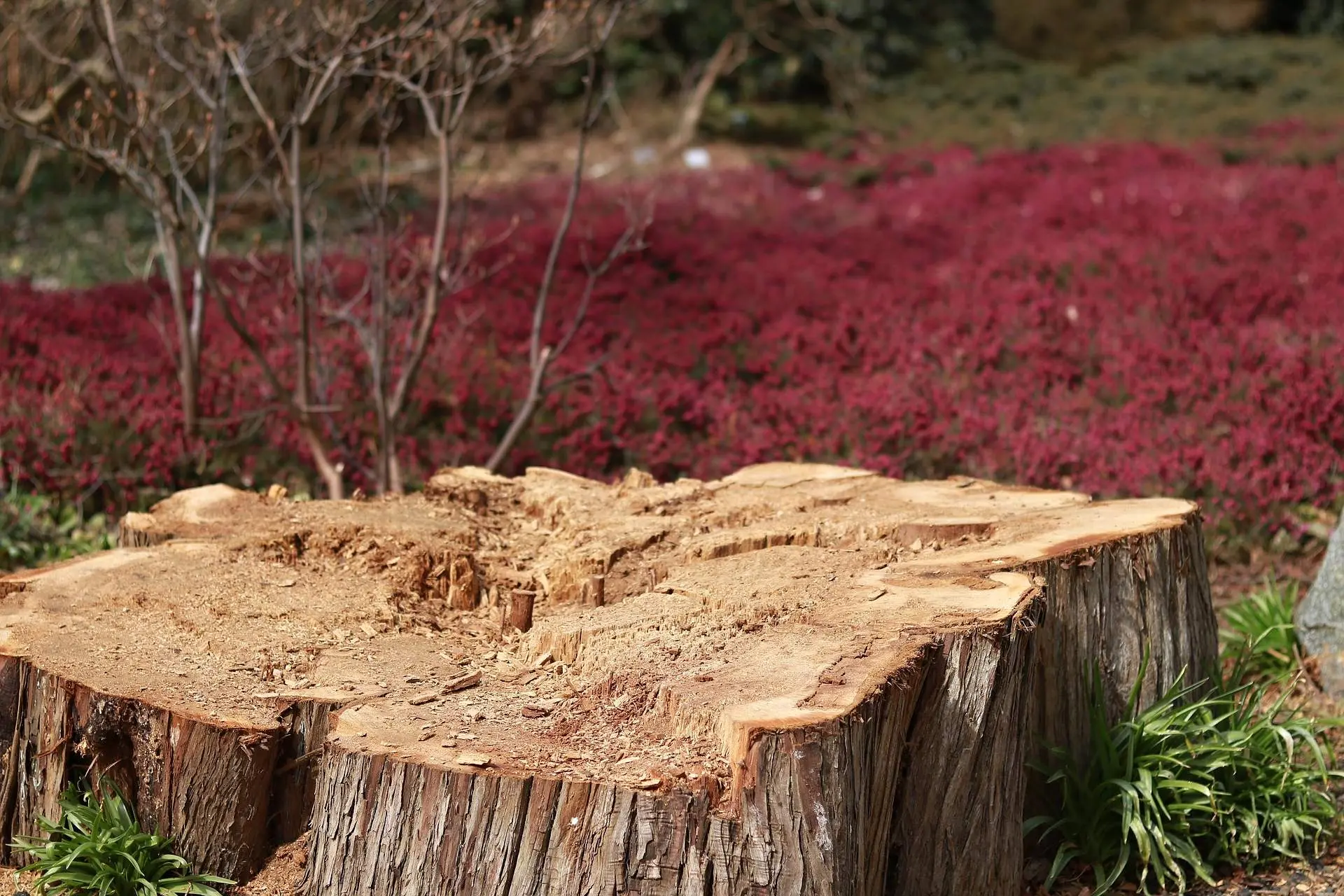 Professional Stump Grinding Services | RJ Tree Service | Birmingham, AL