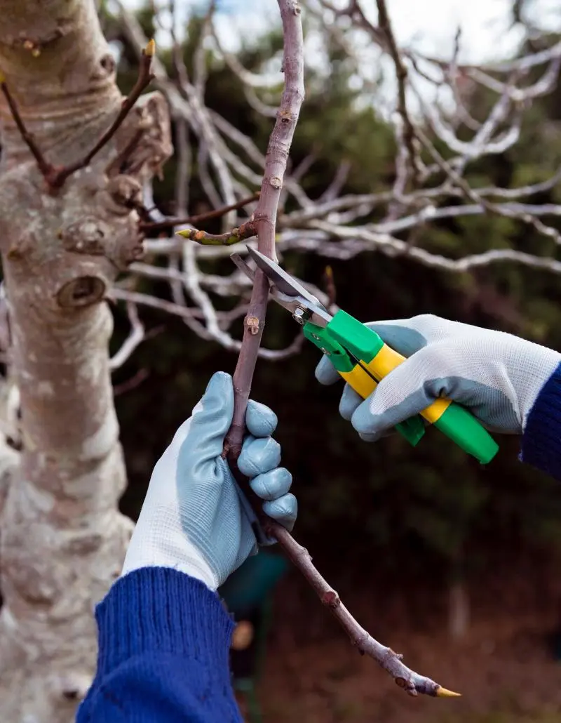 RJ Tree Service - Expert Tree Pruning Services in Alabama